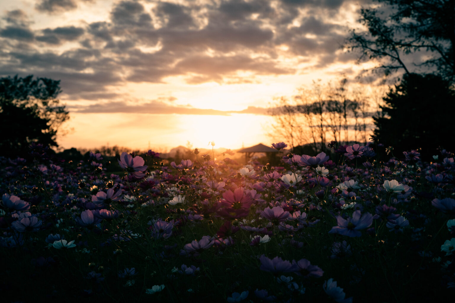 2022年9月24日 - Chaguma Life